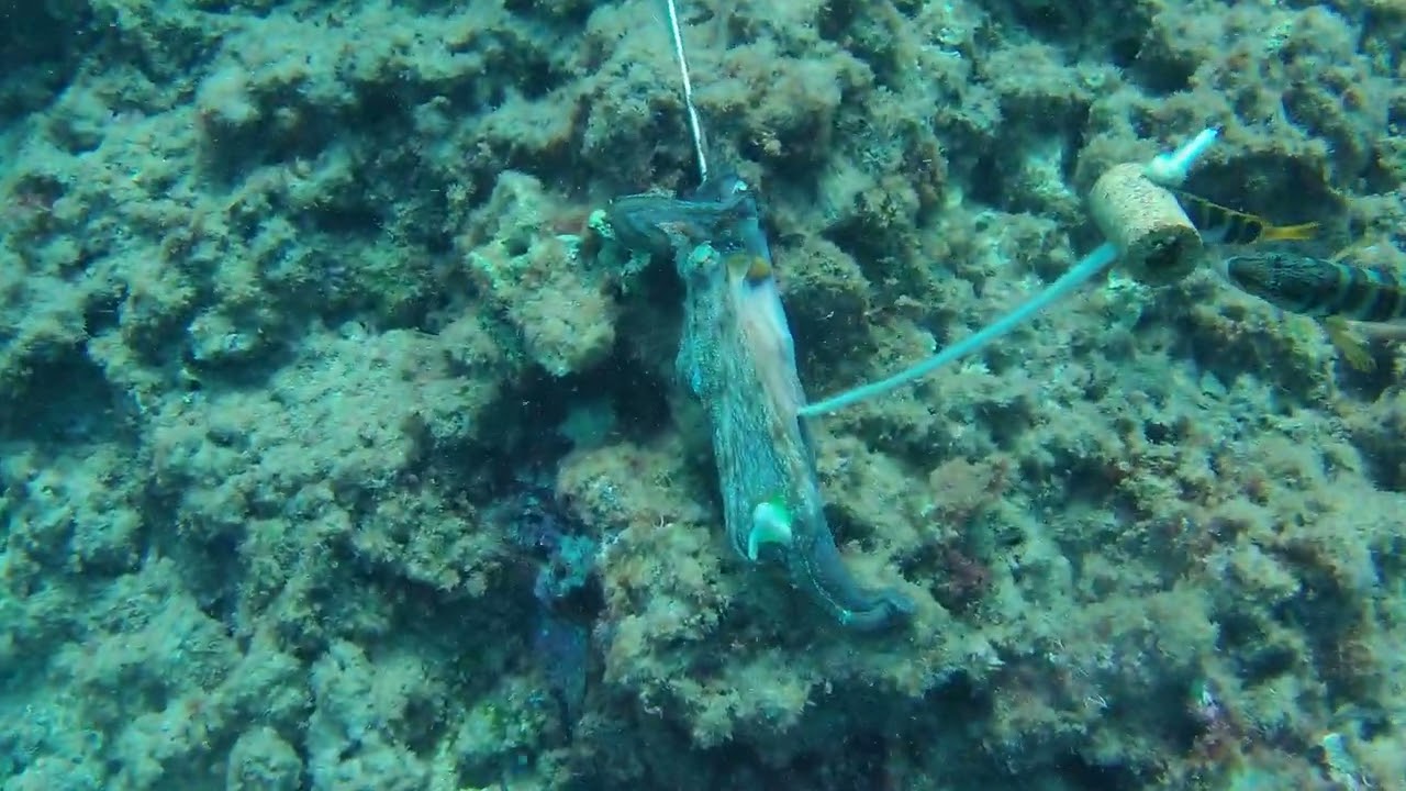 octopuses outside of dens today, one "thief" octopus trying to steal my ...