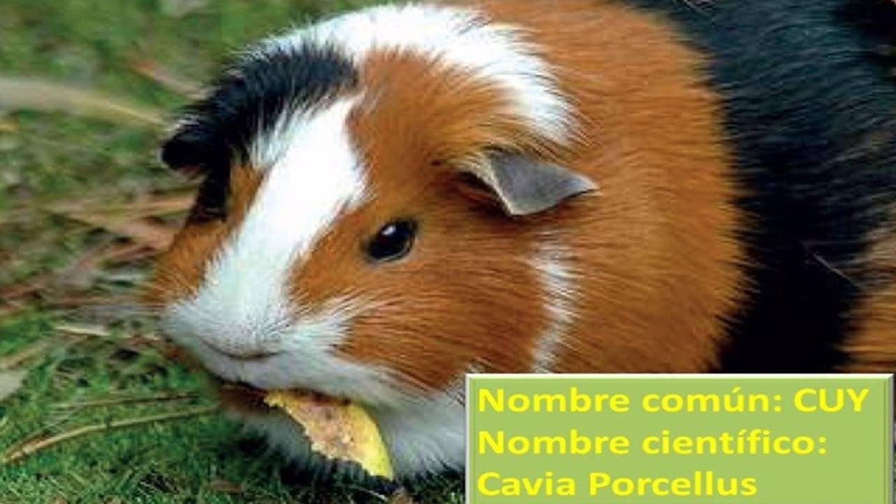 Cuy - YouTube