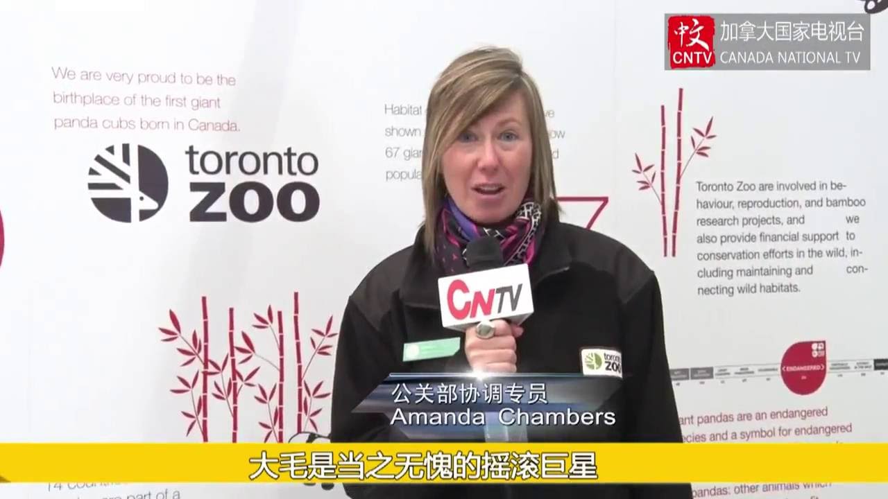 大毛二顺在多伦多 --- CNTV特别报道 | Giant Pandas in Toronto Zoo P3 - YouTube