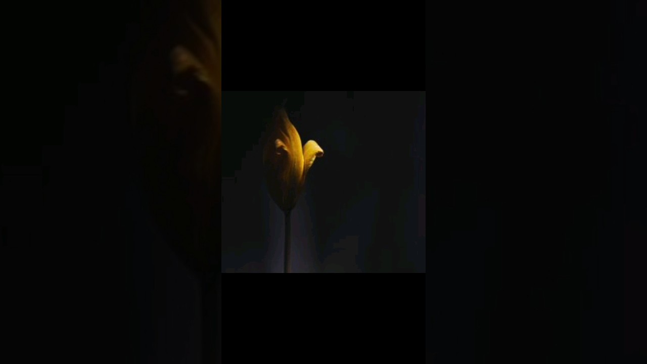 Edelweiss... - "Poems of Leaves..." - Abel-Tasos Gkiouzelis - YouTube