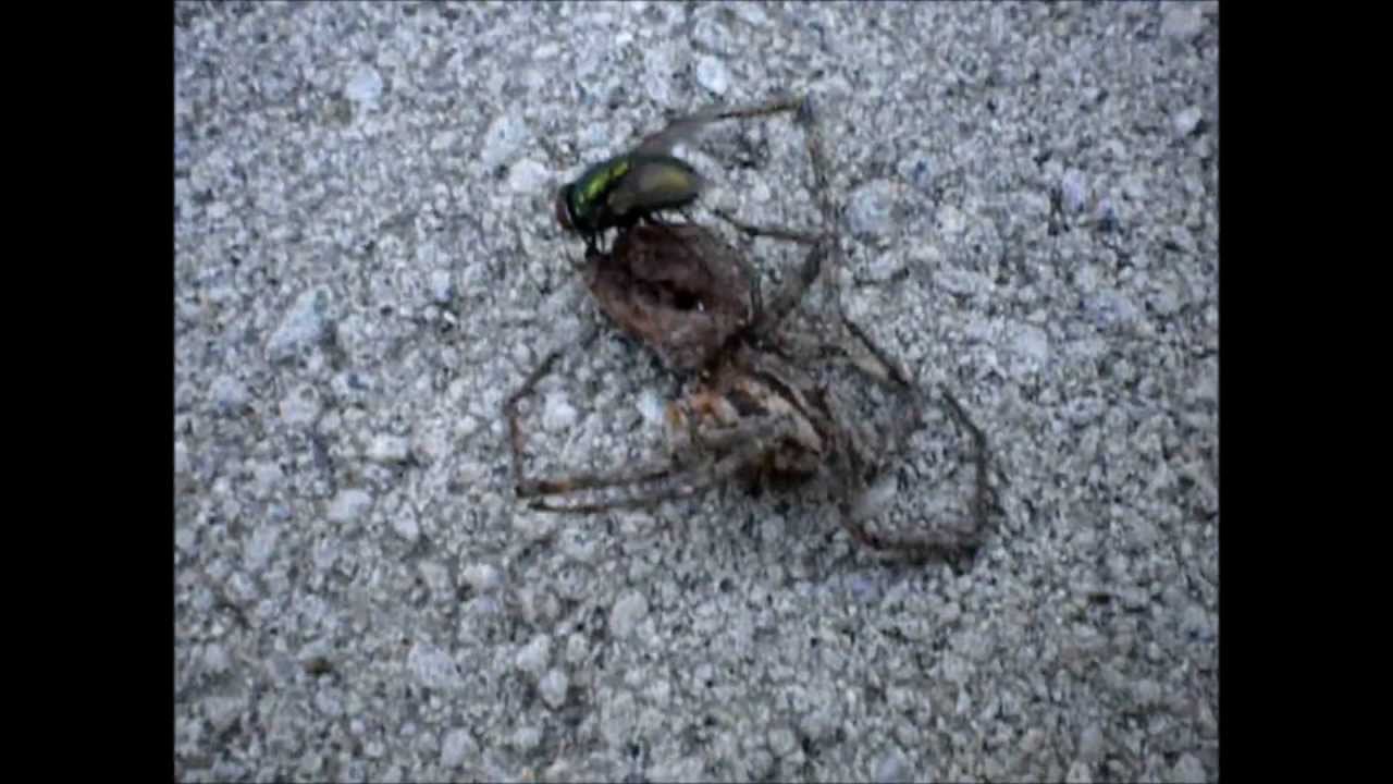 Time Lapse: Spider decaying in HD 1080p - YouTube