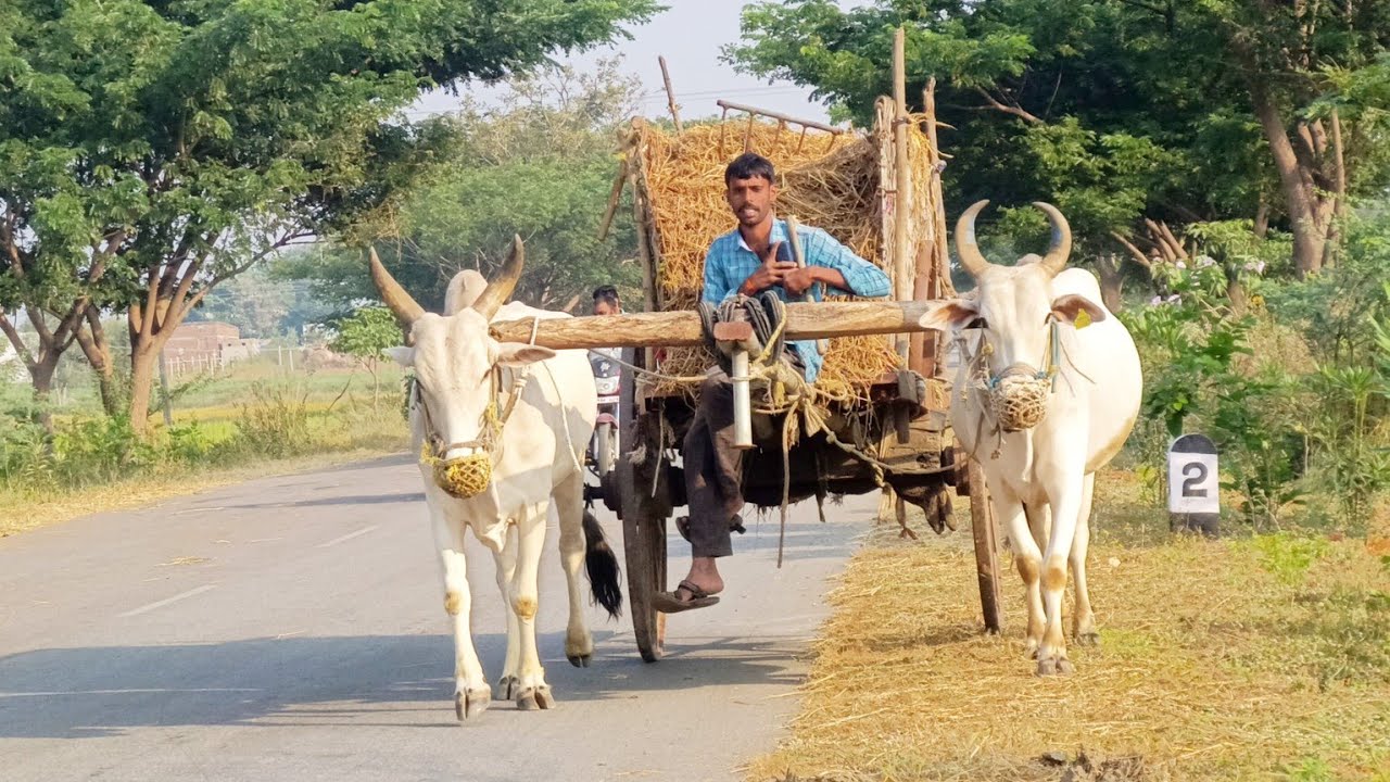 paddy transport by cattle cart-paddy from the ditch with bullock cart ...