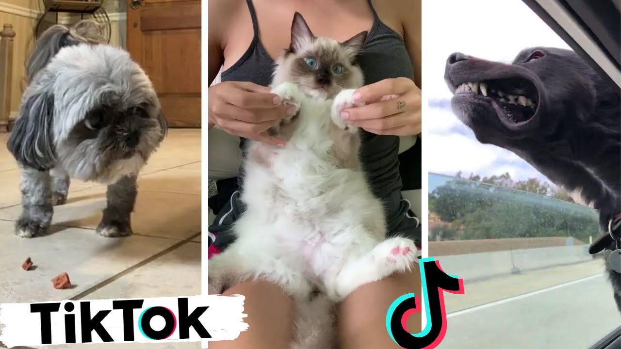 These Might Be the Funniest Pets on TikTok ~ Cutest Cats & Dogs TIK TOK ...