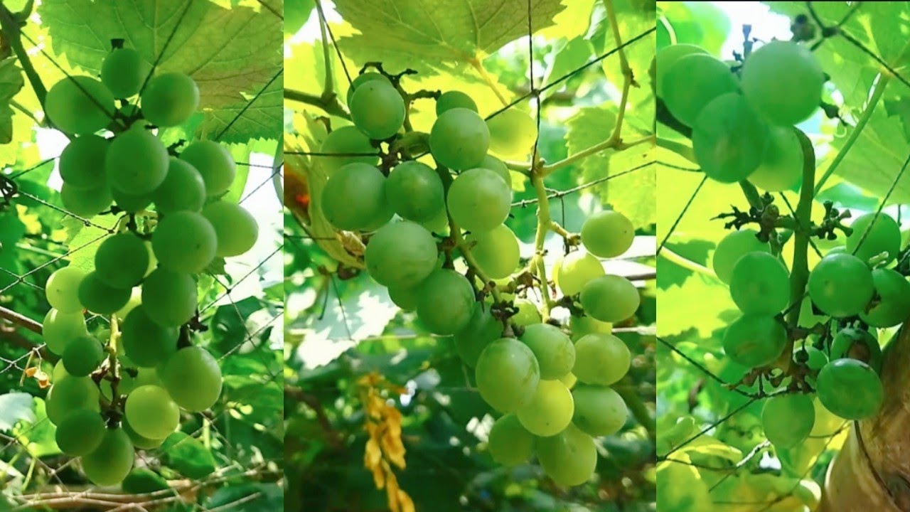 আঙ্গুর ফল চাষ হচ্ছে মেহেরপুরে 😱, মিষ্টি আঙ্গুর ফল চাষ পদ্ধতি, angur ...