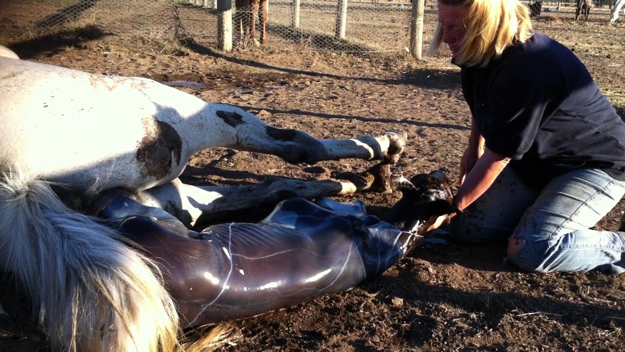 SECOND STAGE of foaling III - YouTube