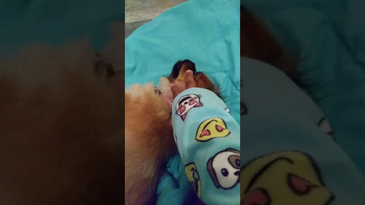 Cutest dog "dead"😂😄 - YouTube