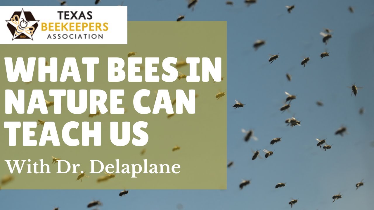 What Bees In Nature Can Teach Us by Dr Keith Delaplane at the Texas ...