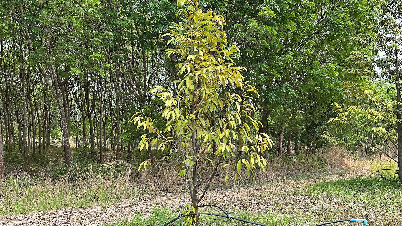 If you want to grow durian watch this / Do not grow durian with Para ...