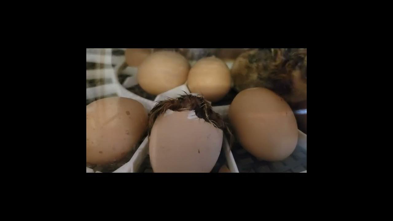 Watching the egg hatch. saib me nyuam qaib dhaug . March 3, 2025 - YouTube