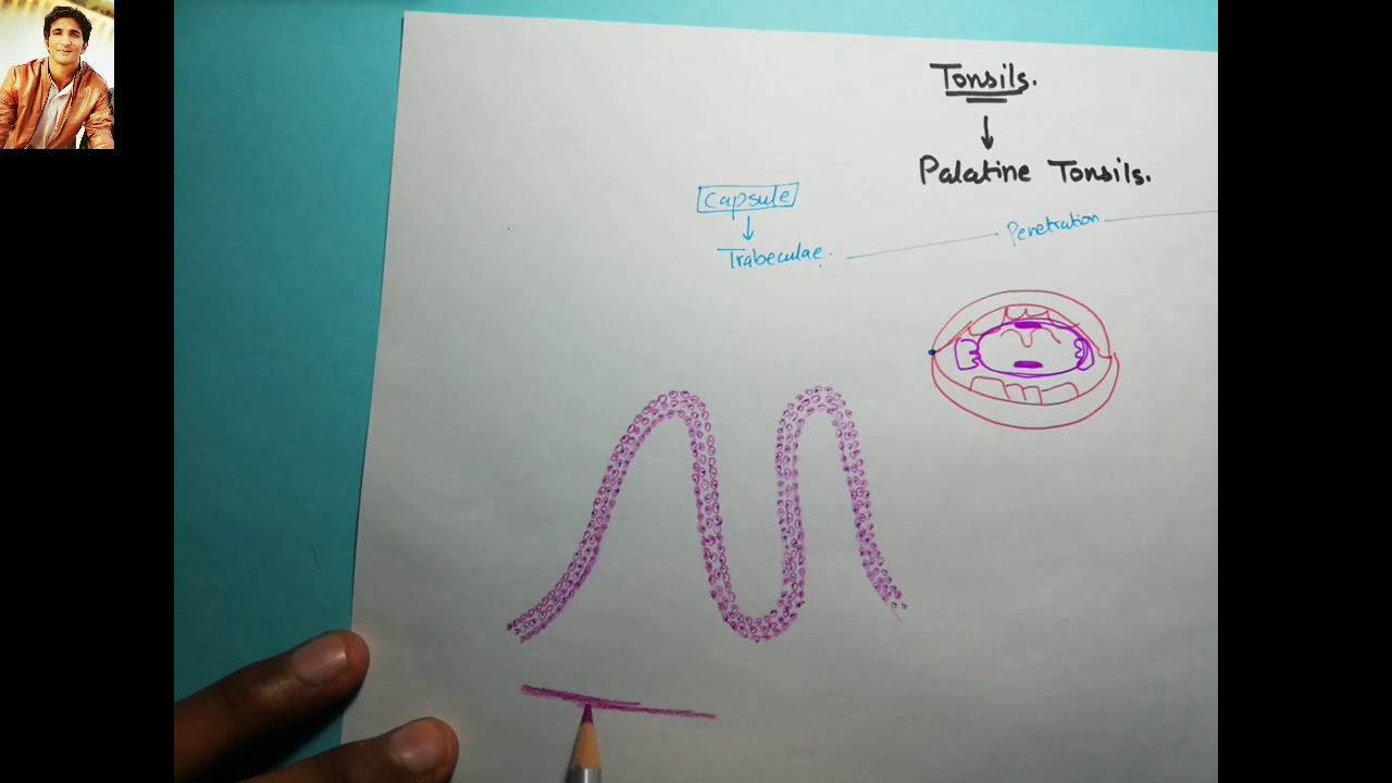 05 Histology of Palatine Tonsils/How to Draw Tonsils/Exams Preps - YouTube