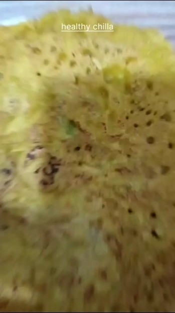 chana daal and rice chilla recipe #@roamingmiles #chilla #foodie # ...