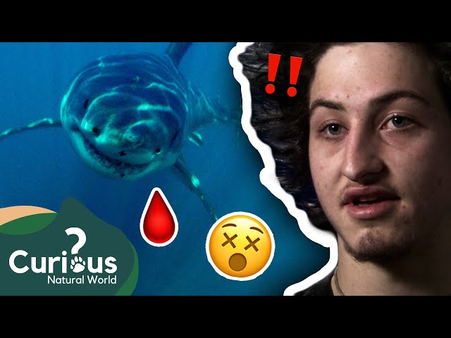 Extreme Animal Attacks On Humans Water Editionsharkgiant