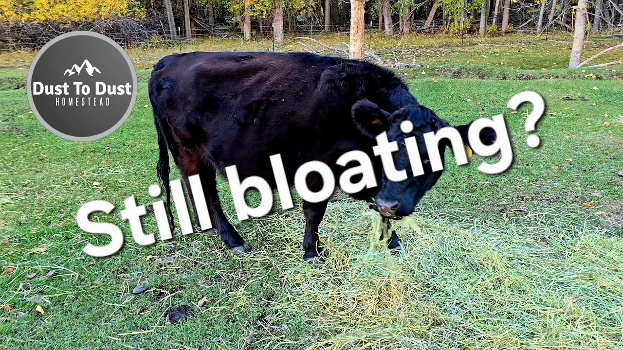 Cow still bloating? - YouTube