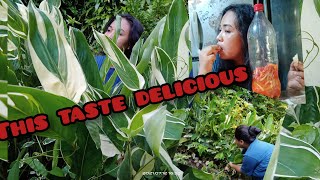 DELICIOUS ARROWROOT: ORNAMENTAL YET EDIBLE #delicious #plants #arrowroot