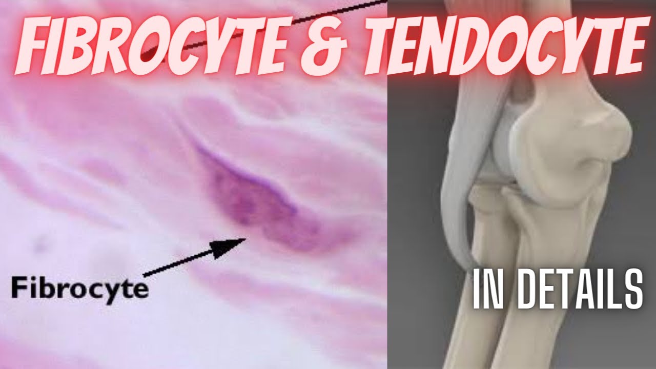 Fibrocyte & Tendocyte in details. Cytology part 65. - YouTube