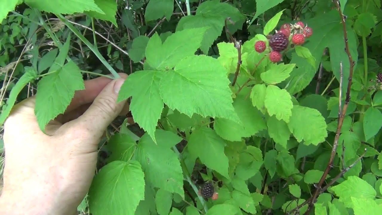 Summer Wild Raspberry Picking - YouTube