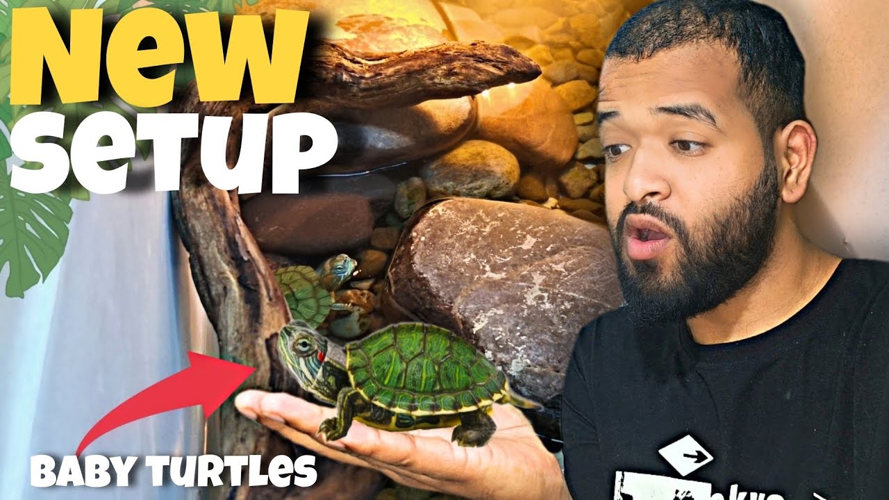 New Setup For BABY TURTLES 🐢 || TURTLE SETUP UPGRADE #turtle - YouTube