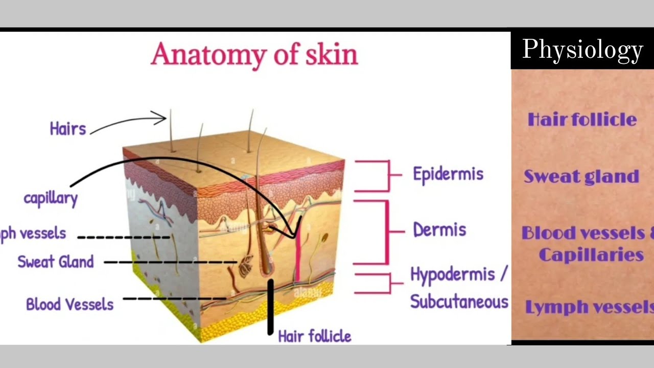 Human skin | Anatomy and physiology | Layers of skin ( Epidermis+Dermis ...