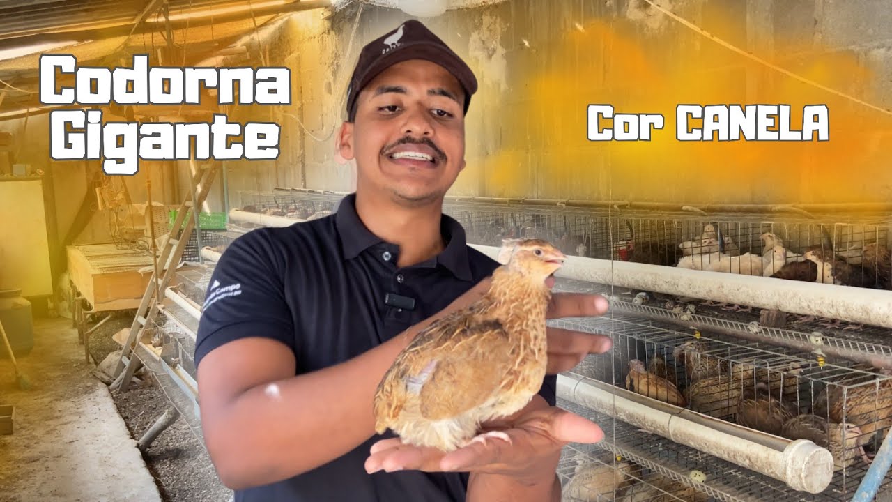 Codorna GIGANTE EUROPEIA Cor CANELA ( MARROM ) - A MELHOR GENÉTICA DO ...