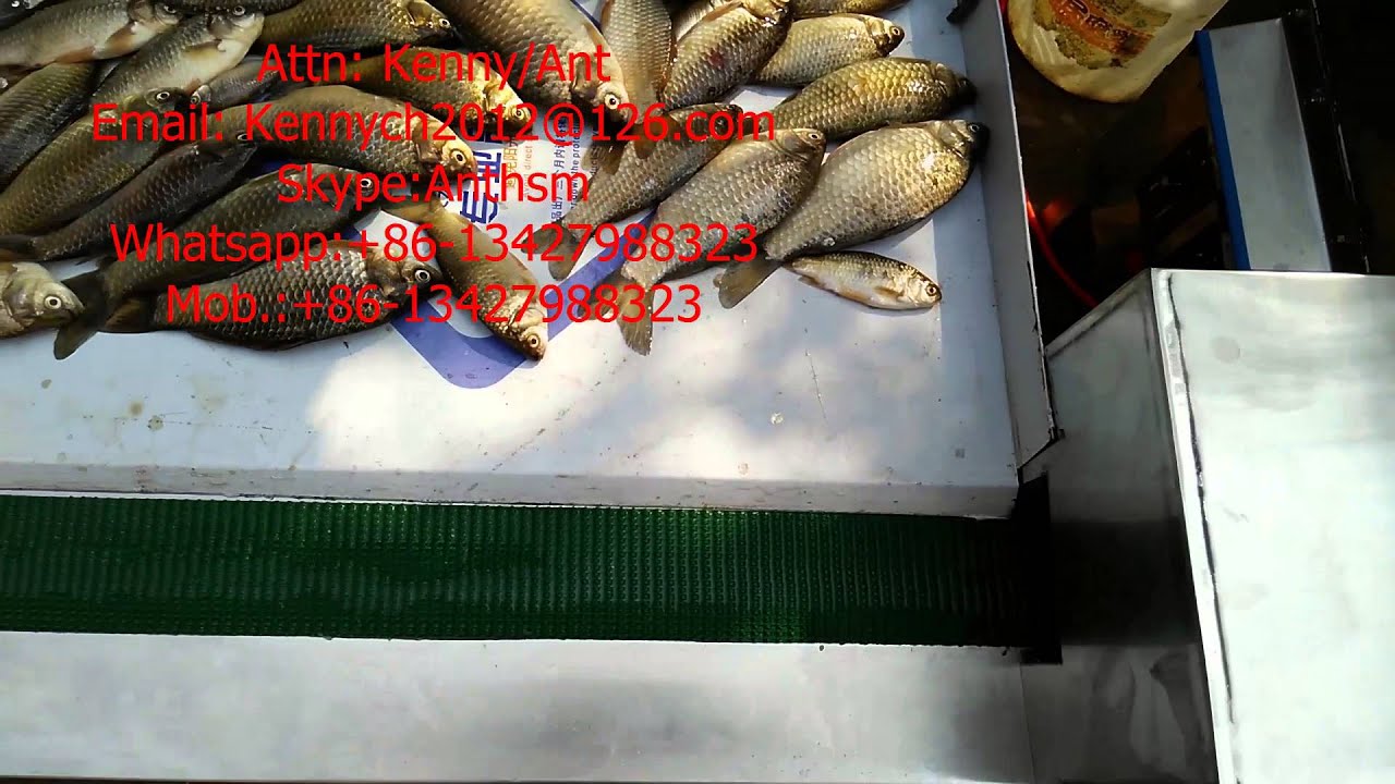 SY-3000 small fish gutting machine, fish gutter - YouTube