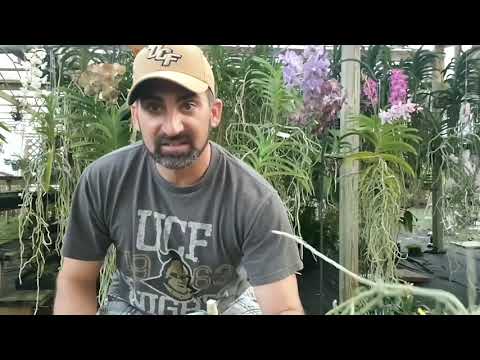 How and when to top or propagate a Vanda Orchid - EASY! - YouTube