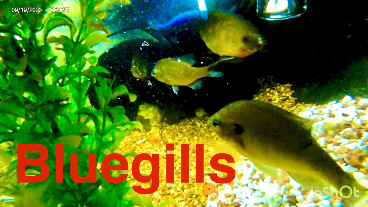 Bluegill Tank Aquaponic Update November 2024 - YouTube