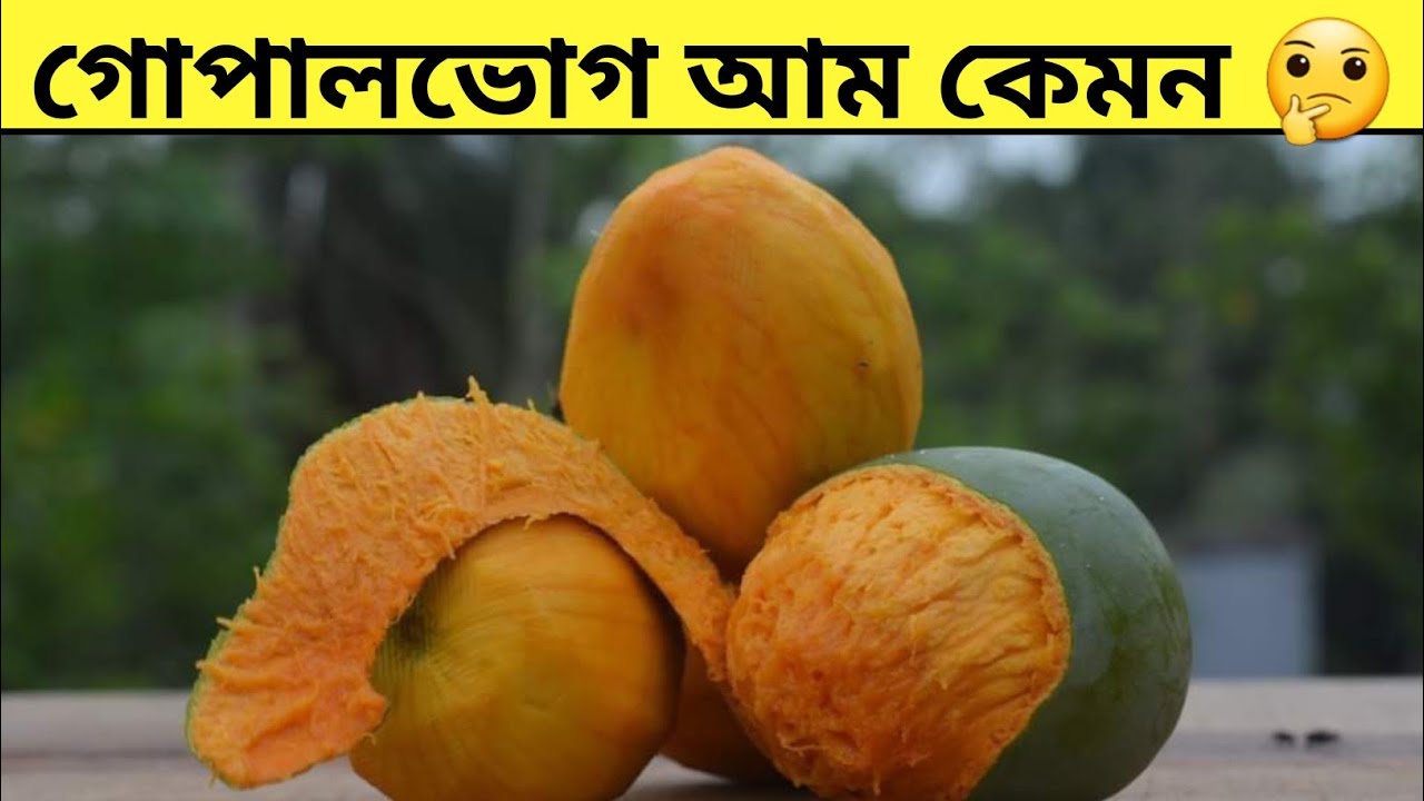 দারুন মিষ্টি স্বাদের গোপালভোগ আম || আম নিতে 👉 01786864792 || Test of ...