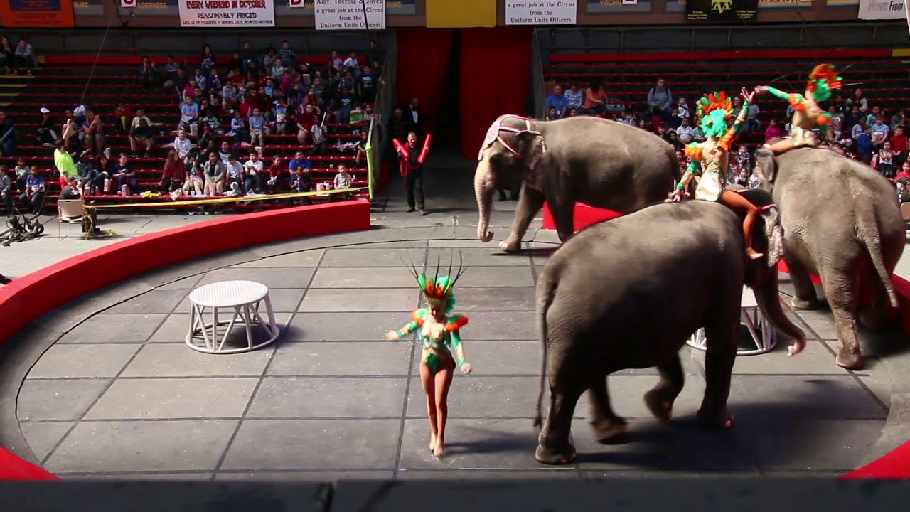 Tim Frisco using hot shot on elephant_Carden International Circus_Irem ...