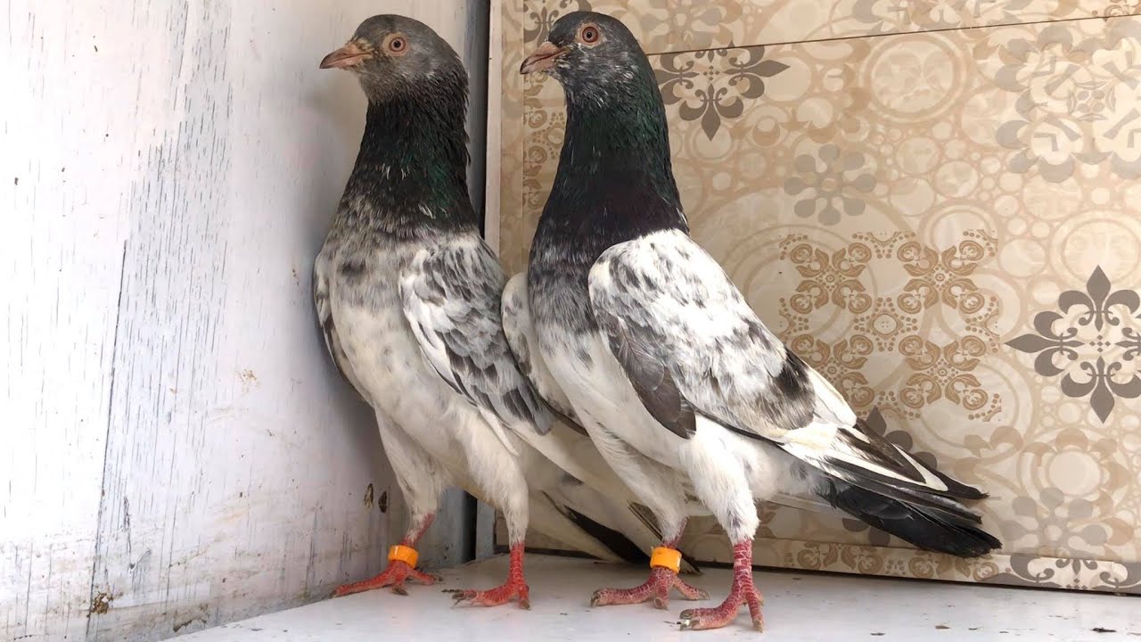 Golden Kabootar for sale in Lahore Imran Jutt (0300-4467668) - YouTube