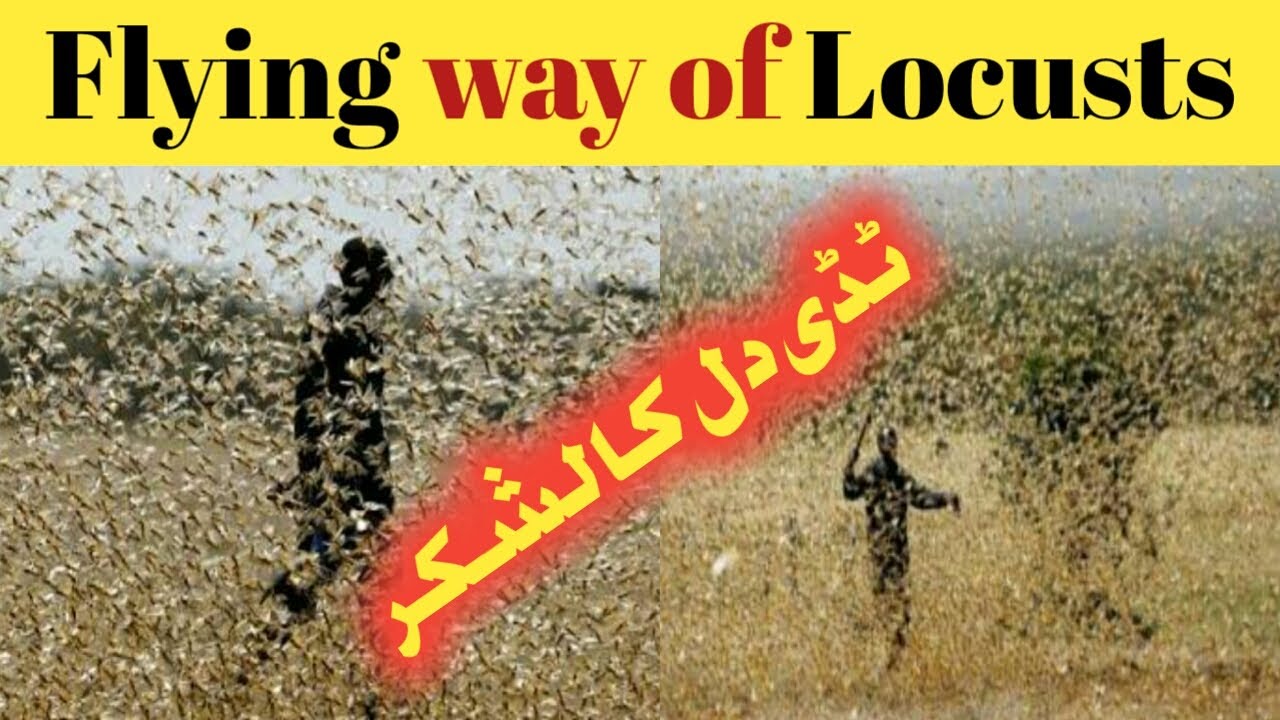 Locusts | flying way of locusts | flying tiddi dal | dangerous locusts ...