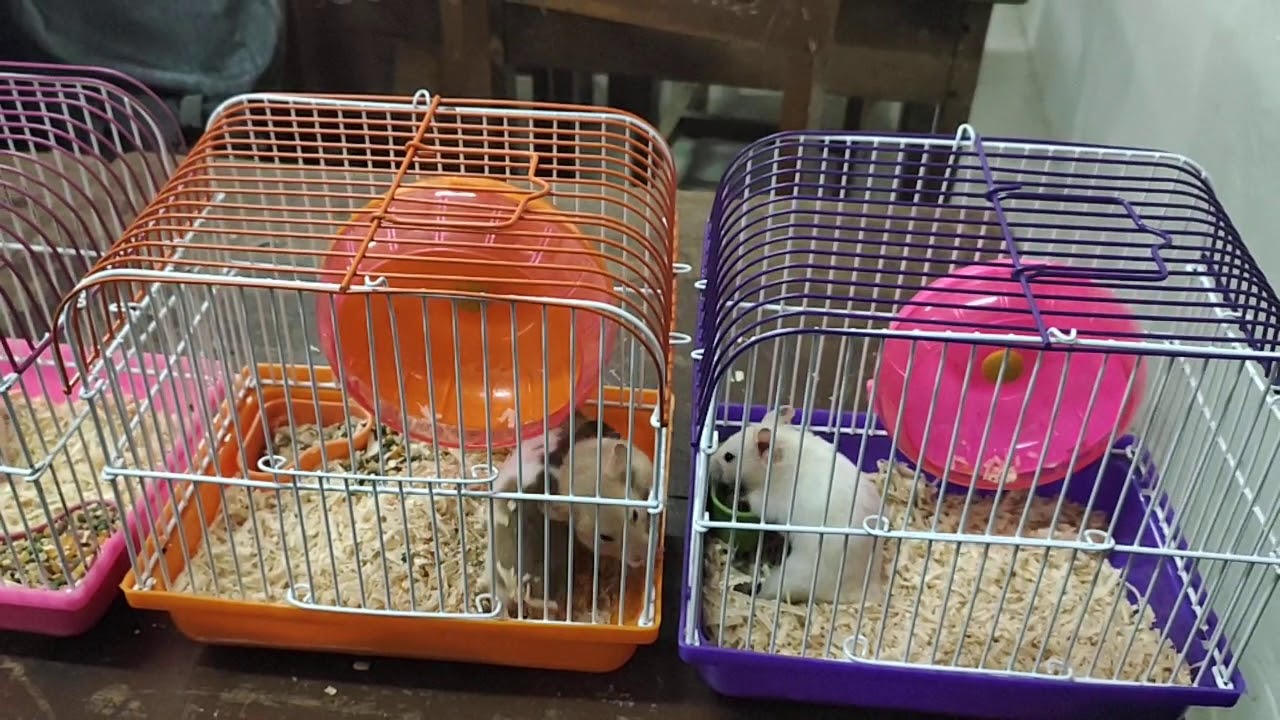 Hasil Budidaya Hewan Ternak Kesayangan (Mapel Prakarya) - YouTube