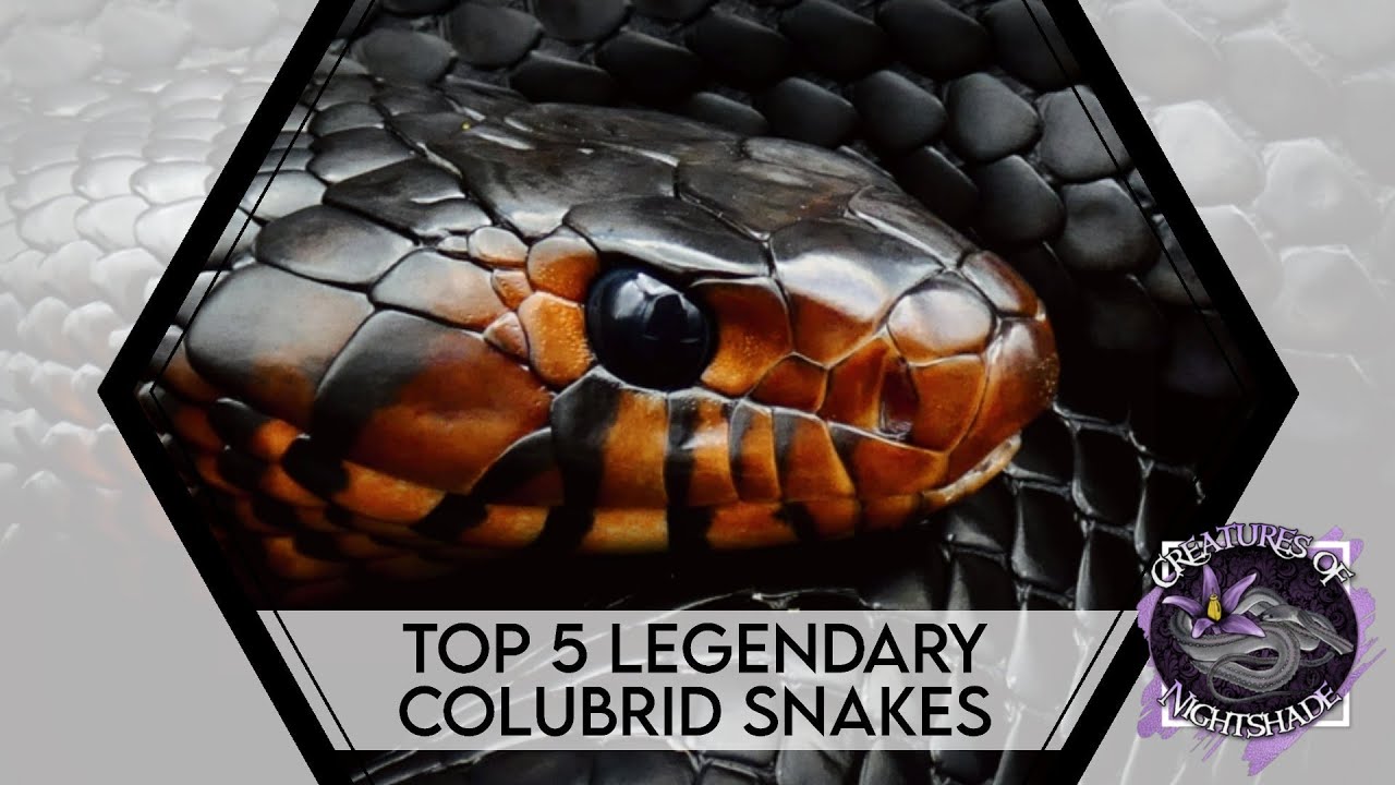 Top 5 Legendary Colubrid Snakes | Creatures of Nightshade - YouTube
