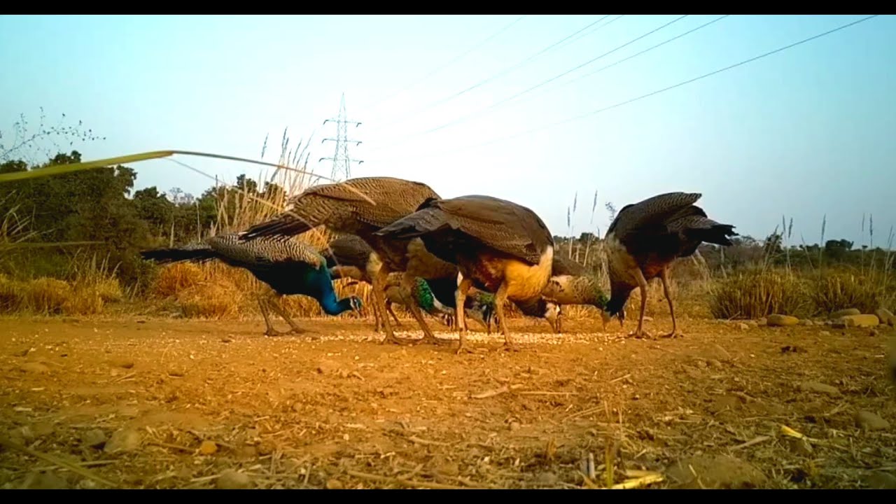 Wild camera traps for birds, close up the unseen view (Peacock) - YouTube