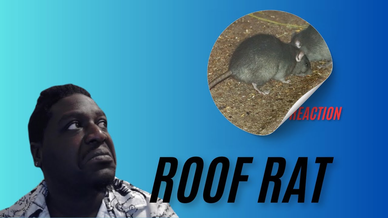 Roof Rats Reaction - YouTube