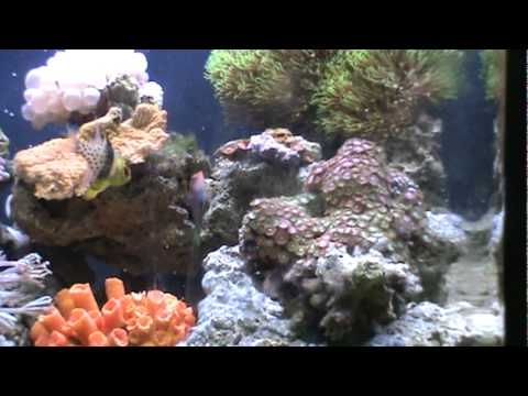 14 gallon biocube reef tank - YouTube
