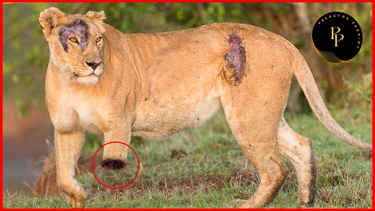 30 Moments Injured Big Cat Constantly Living In Pain, What Happens Next ...