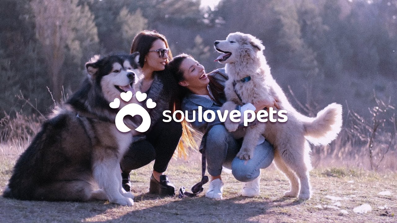️ Sou Love Pets - Os melhores estaram aqui! ️ - YouTube