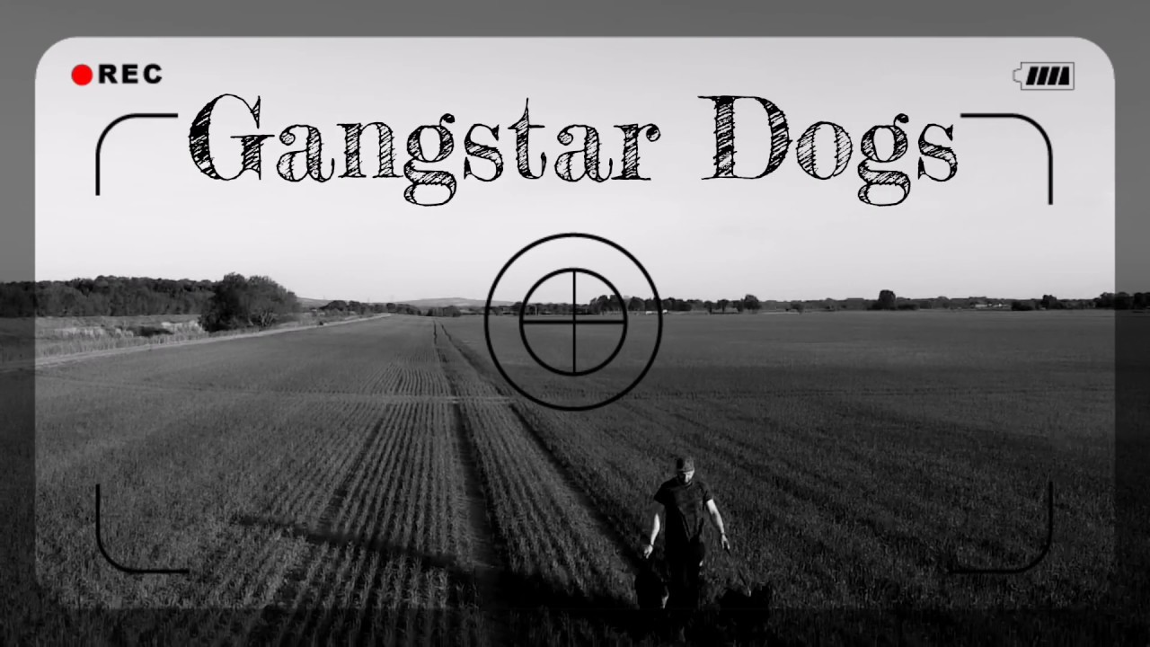 Gangstar Dogs first video - YouTube