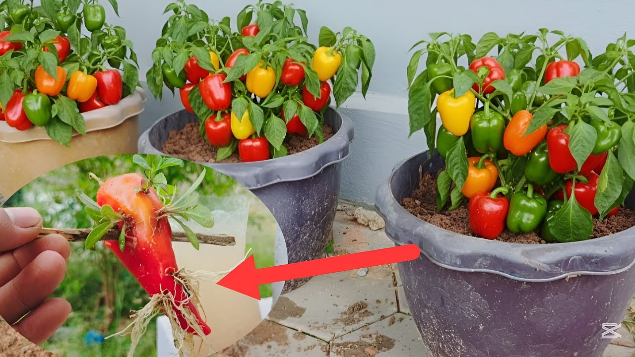 DIY Sweet Pepper Garden — How to Get Big, Juicy, and Colorful Peppers ...