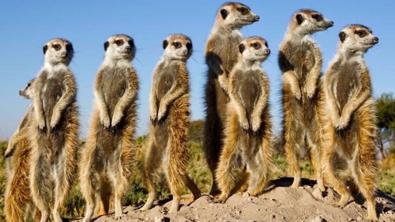 What a Wonderful World * Perfomed by MEERKAT * Animal Musicians - YouTube