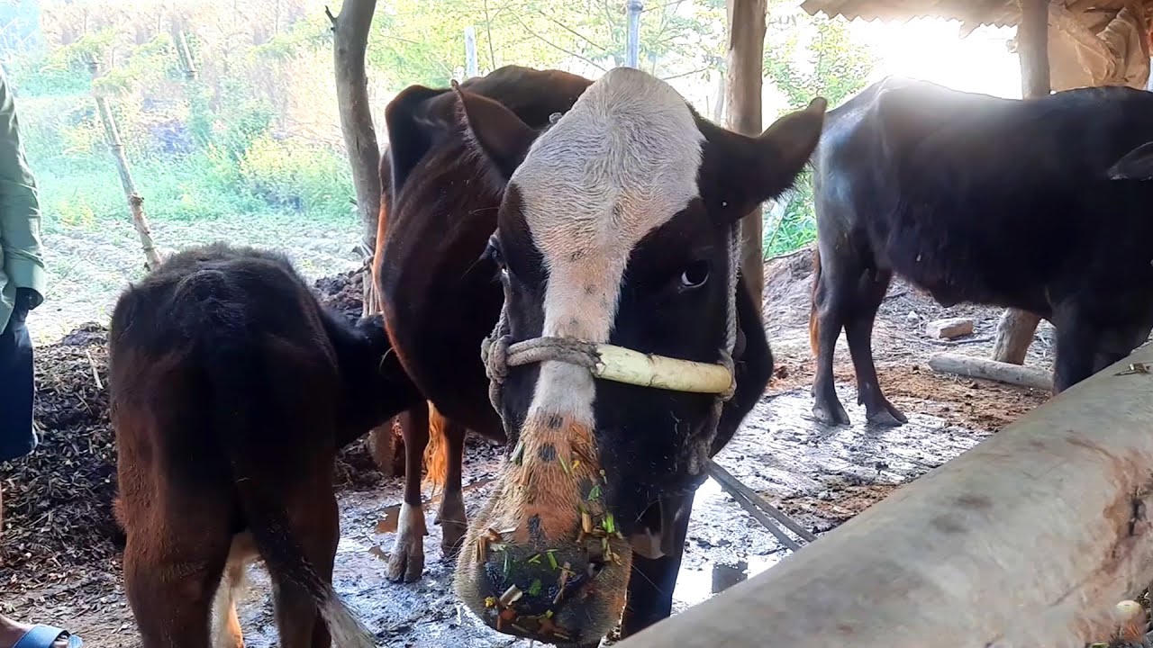 Bhains Ka Doodh Kaise Nikalna Sikhe Bhains Ka Doodh Nikala YouTube bhains-ka-doodh-kaise-nikalna-sikhe-bhains-ka-doodh-nikala-youtube
