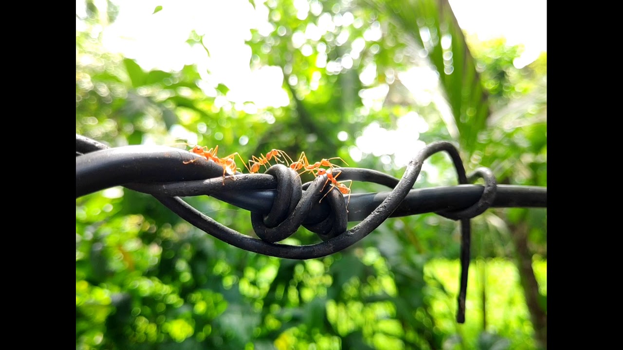 Weaver Ants! Relaxing Video - YouTube