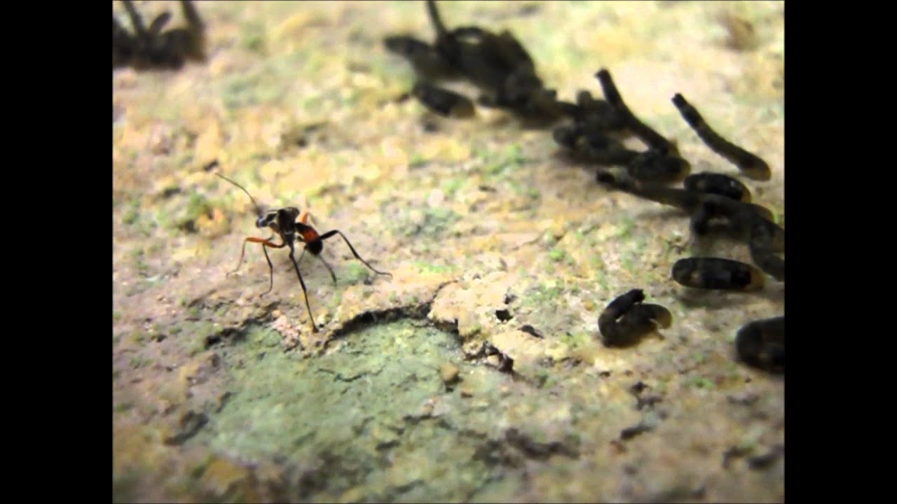 Aquatic Wasp 2 - YouTube