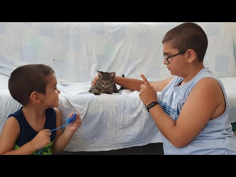 Evimize Yavru Kedi Girdi. Kitten in The Home Fun Kids Video