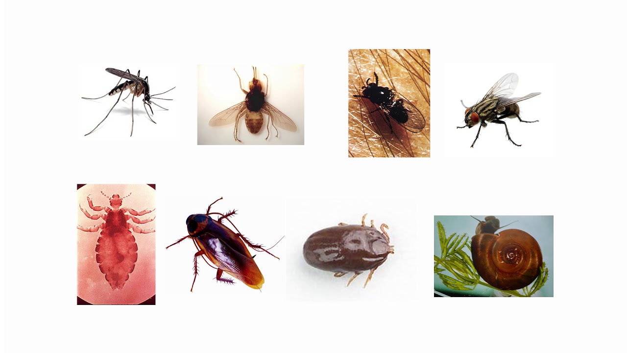 VECTOR BORNE DISEASES FULL LECTURER - YouTube