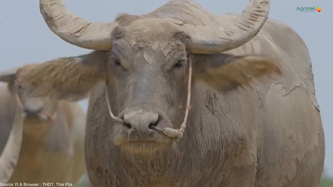 Agrotek | Ternak Kerbau Yang Sangat Potensial - YouTube