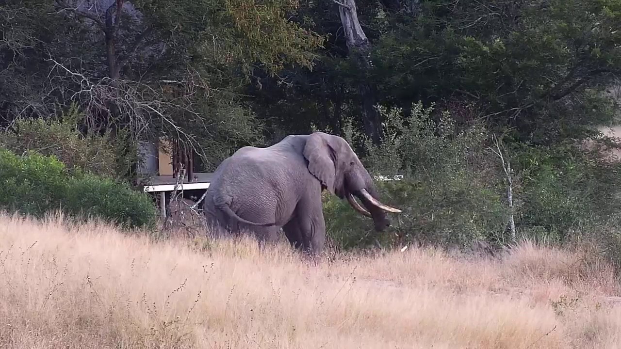 Djuma: Sights and sounds including lone Elephant bull - 06:22 - 06/10 ...