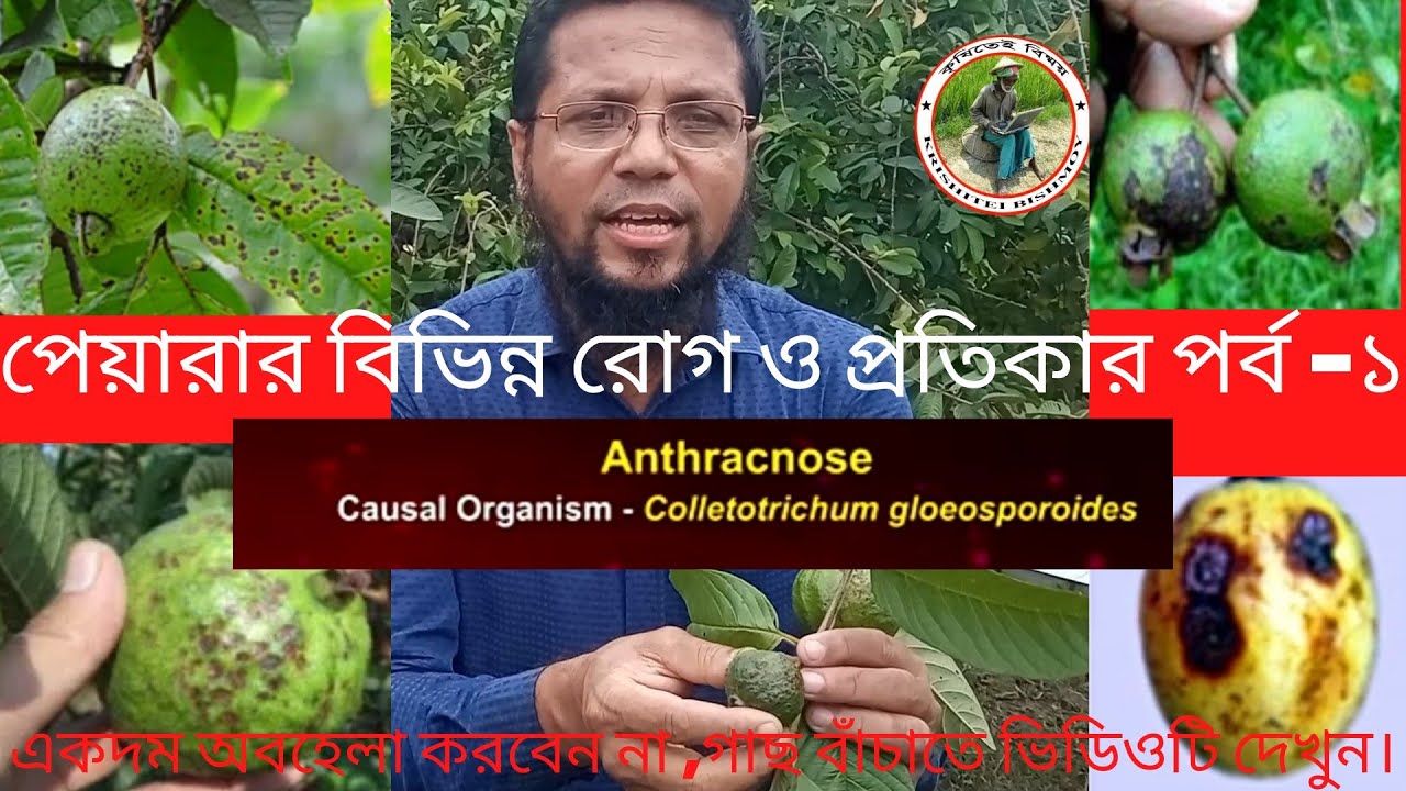 পেয়ারার এনথ্রাকনোজ রোগ ব্যবস্থাপনা( Guava Anthracnose Disease ...
