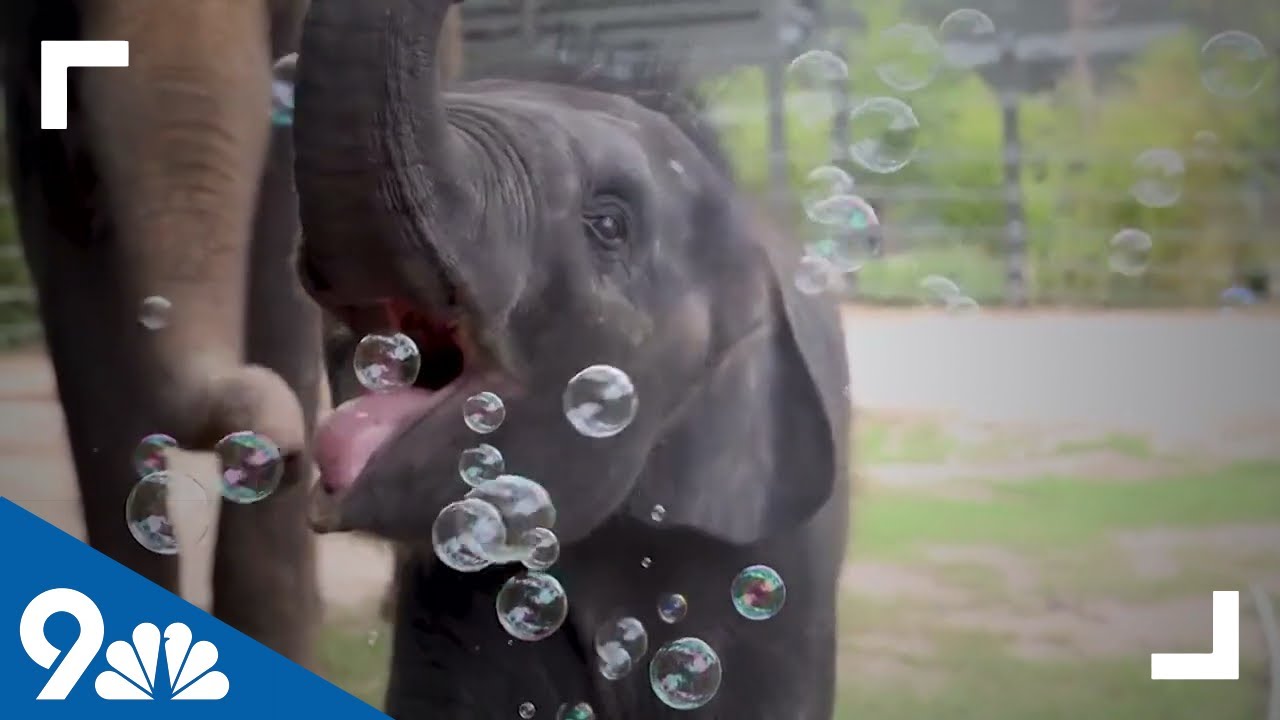 CUTE! Baby elephant loves playing with bubbles - YouTube