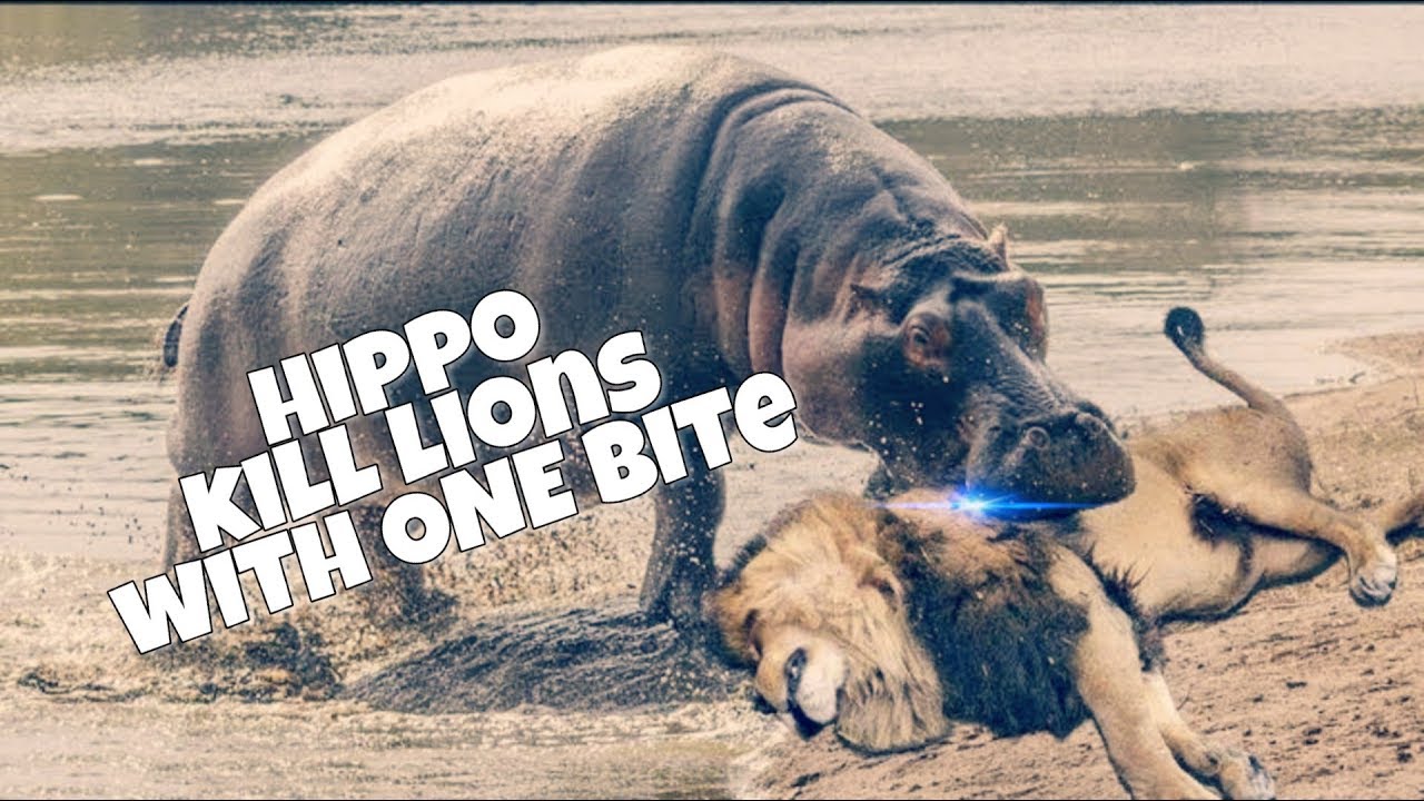 HIPPO KILL LIONS WITH ONE BITE - YouTube